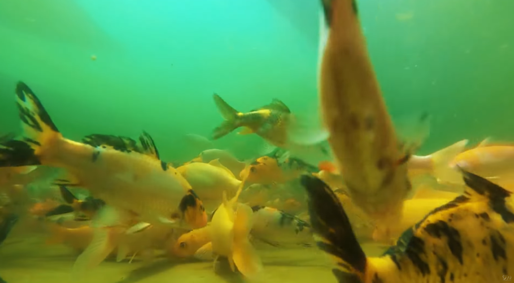 Aquarium Fish Archives - Dexter's World