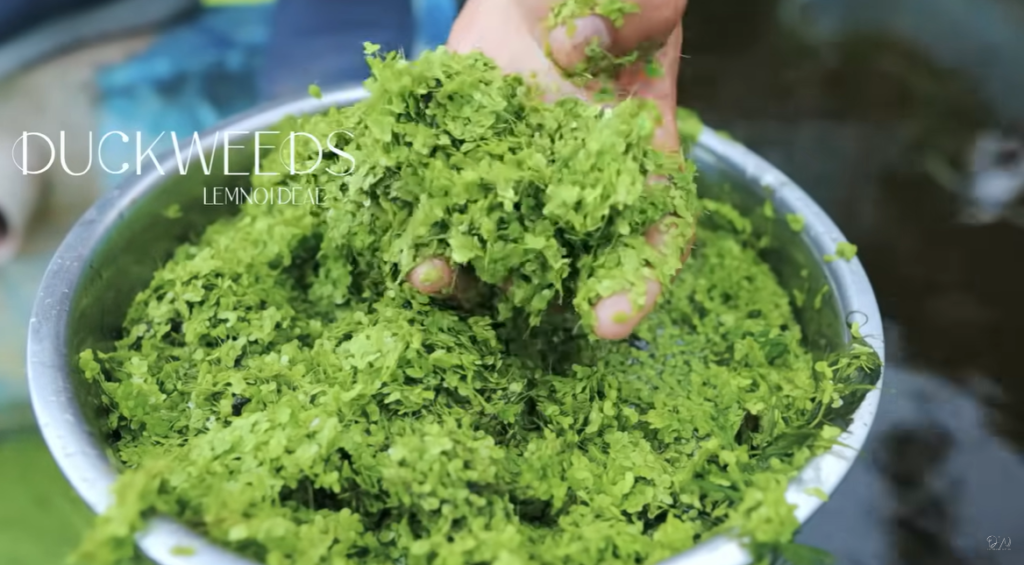 Discover the Power of Integrated Farming: Dexter's World Reveals ...