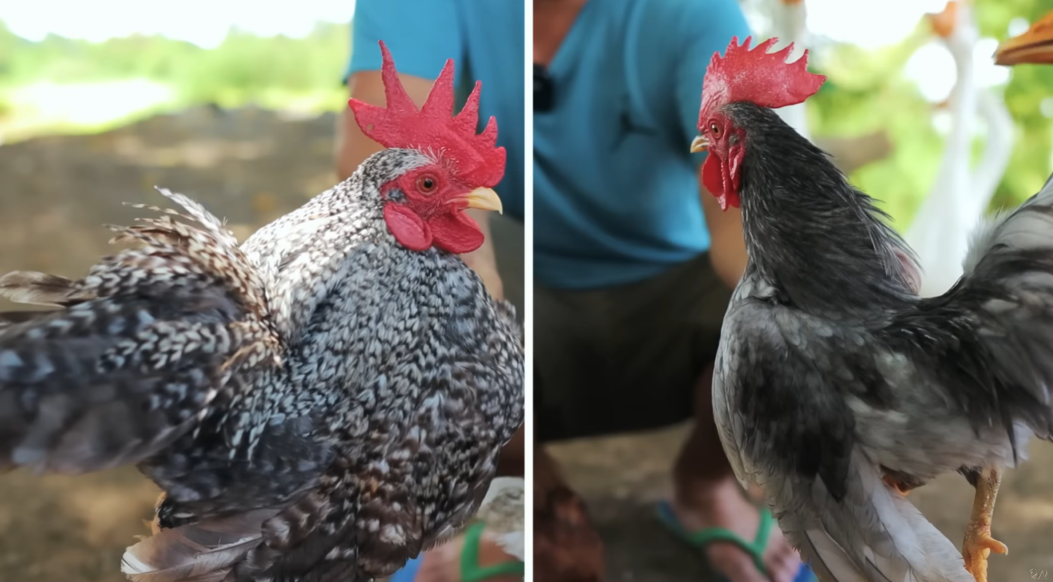 Discover the Charm of Sama Bantam Chickens at Dexter's World Farm ...