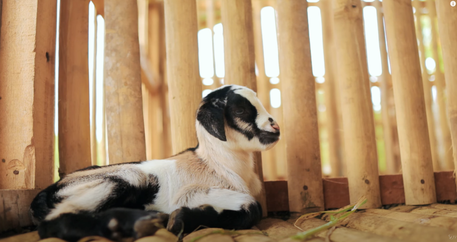 The Joy of Goat Farming: Welcoming New Life at Dexter's World - Dexter ...