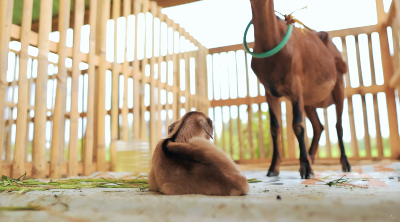 The Joy of Goat Farming: Welcoming New Life at Dexter's World - Dexter ...