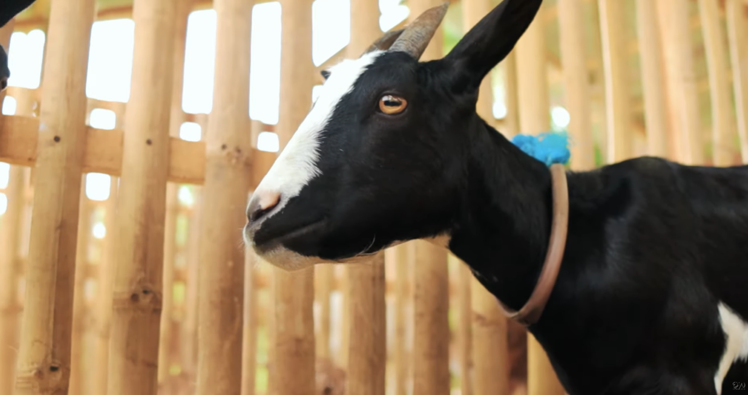 The Joy of Goat Farming: Welcoming New Life at Dexter's World - Dexter ...