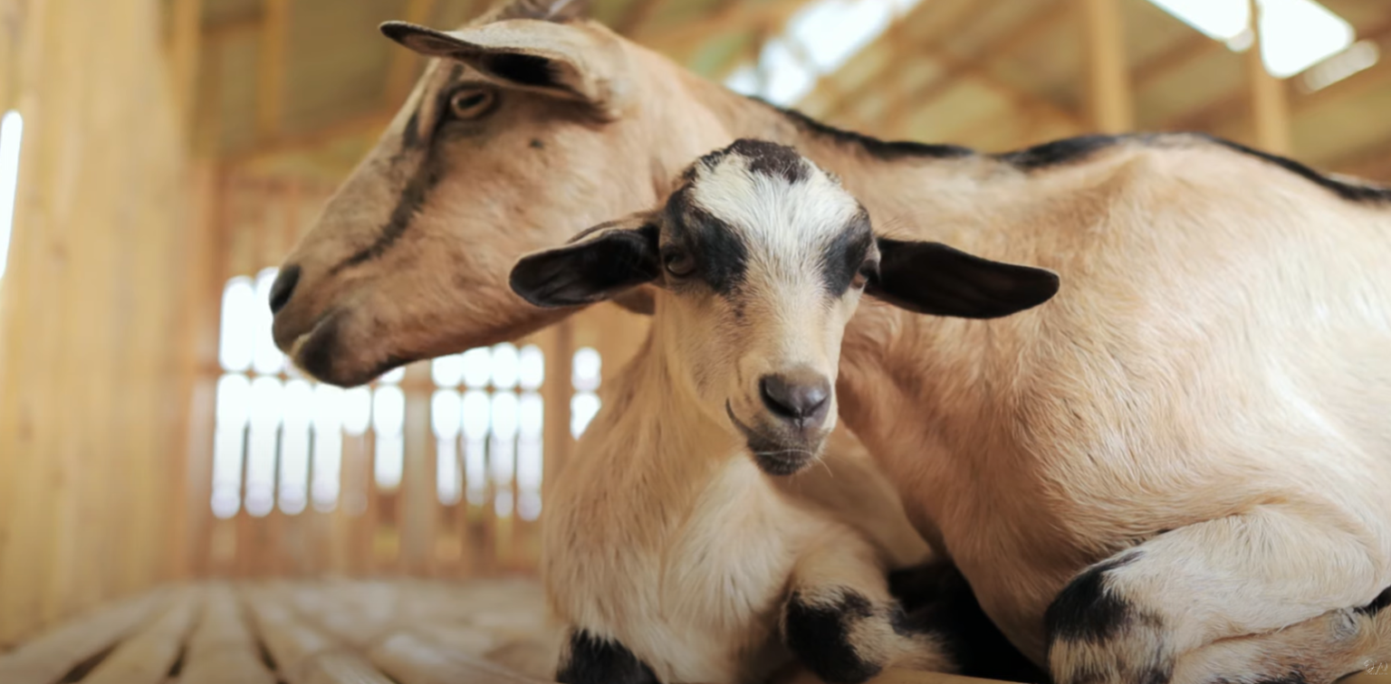 The Joy of Goat Farming: Welcoming New Life at Dexter's World - Dexter ...