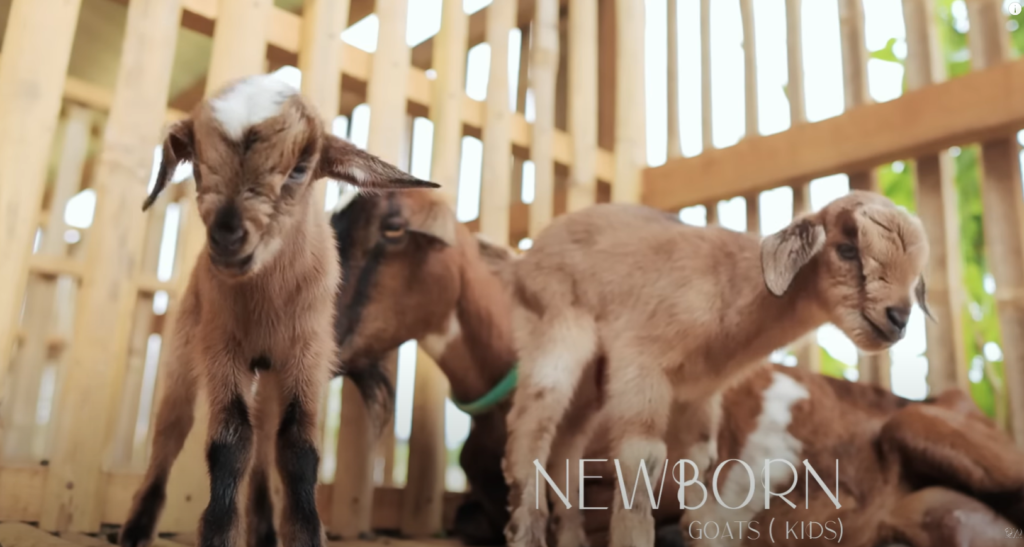 Celebrating New Beginnings at Dexter's World Farm - Dexter's World