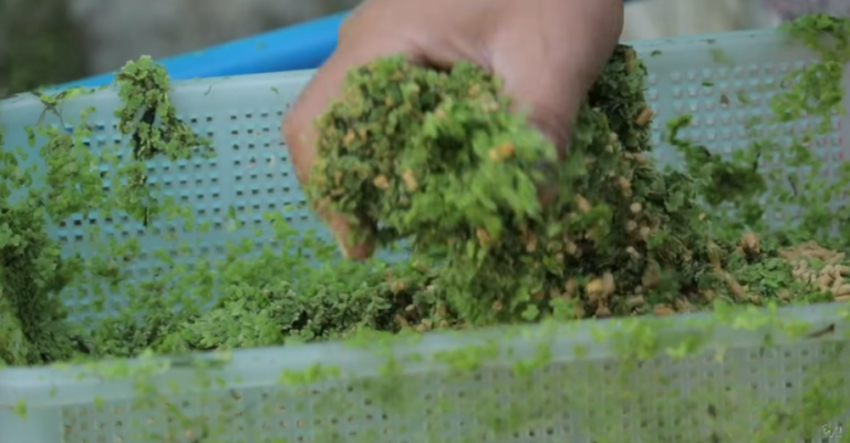 Mastering Farm Management: Azolla Cultivation, Moringa Benefits, and ...