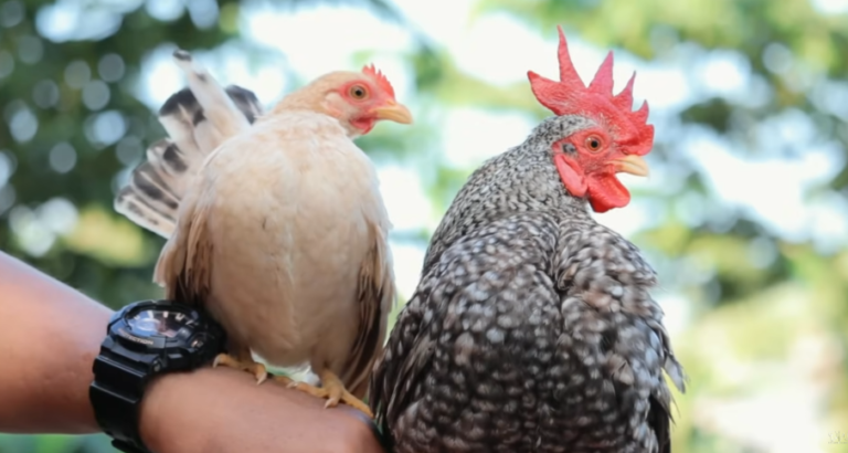 Raising Bantam Chickens and Expanding Our Farm: A Day in Dexter's World ...
